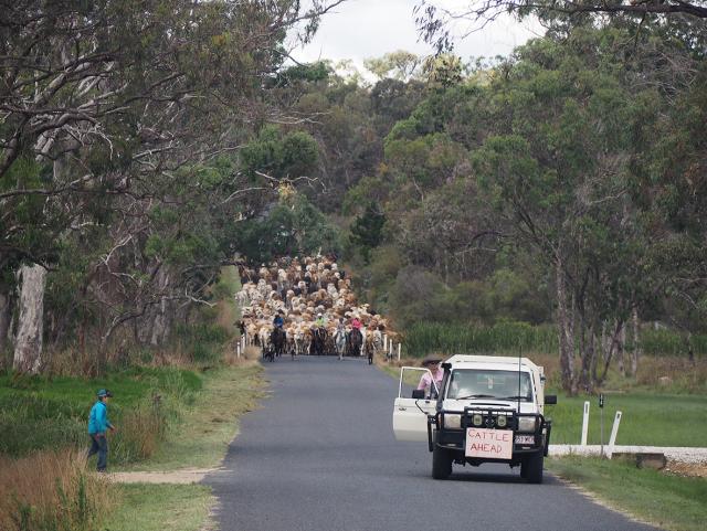 Great weekend of campdrafting action | Stanthorpe Today