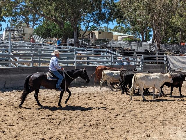 Great weekend of campdrafting action | Stanthorpe Today