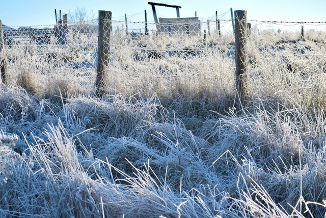 Temperatures drop sub-zero as Granite Belt enjoys first frost of the ...