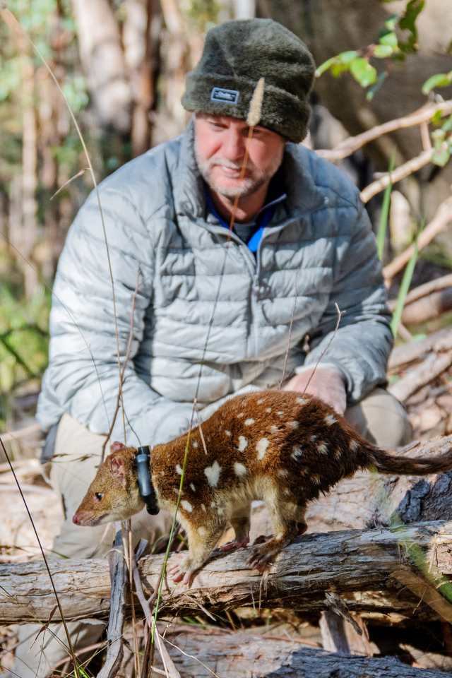 Why the Granite Belt is ground-zero in the fight to save quolls ...