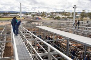 Next stage of sale yard upgrades begin | Stanthorpe Today